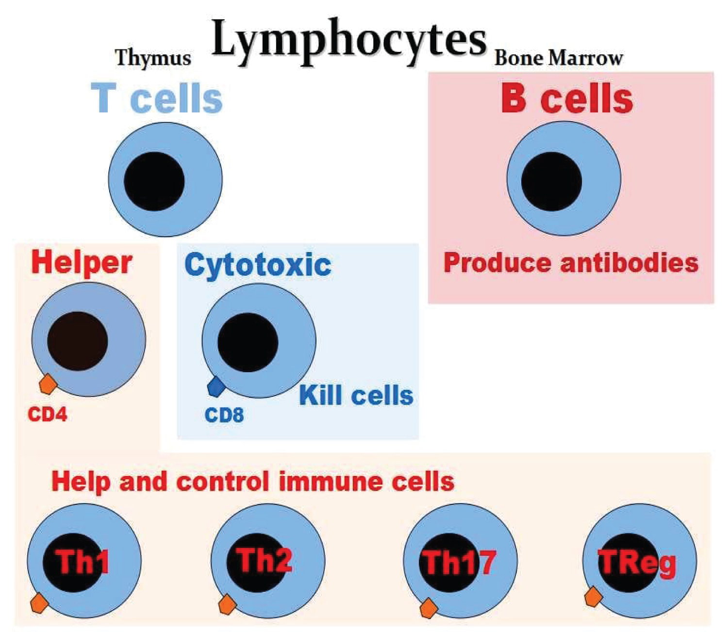 Understanding The Role Of Lymphocytes In Vitiligo Understanding The Role Of Lymphocytes In Vitiligo